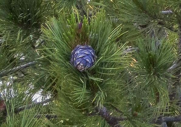 Alles Wissenswerte über die Zirbelkiefer | LaModula